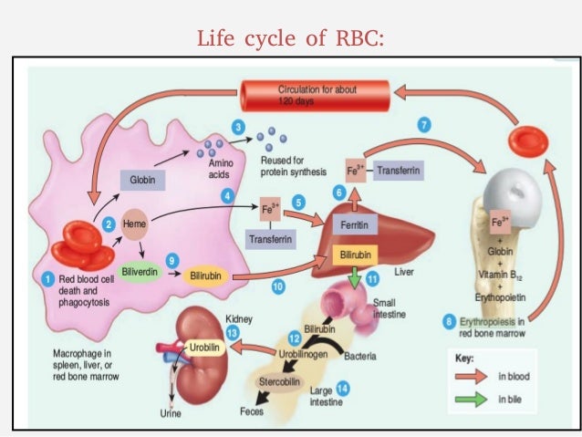 5. Haematology