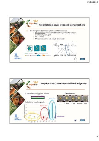 5 haesaert myco_key_ws_mycotoxin_reduction_cereal_rotations | PDF