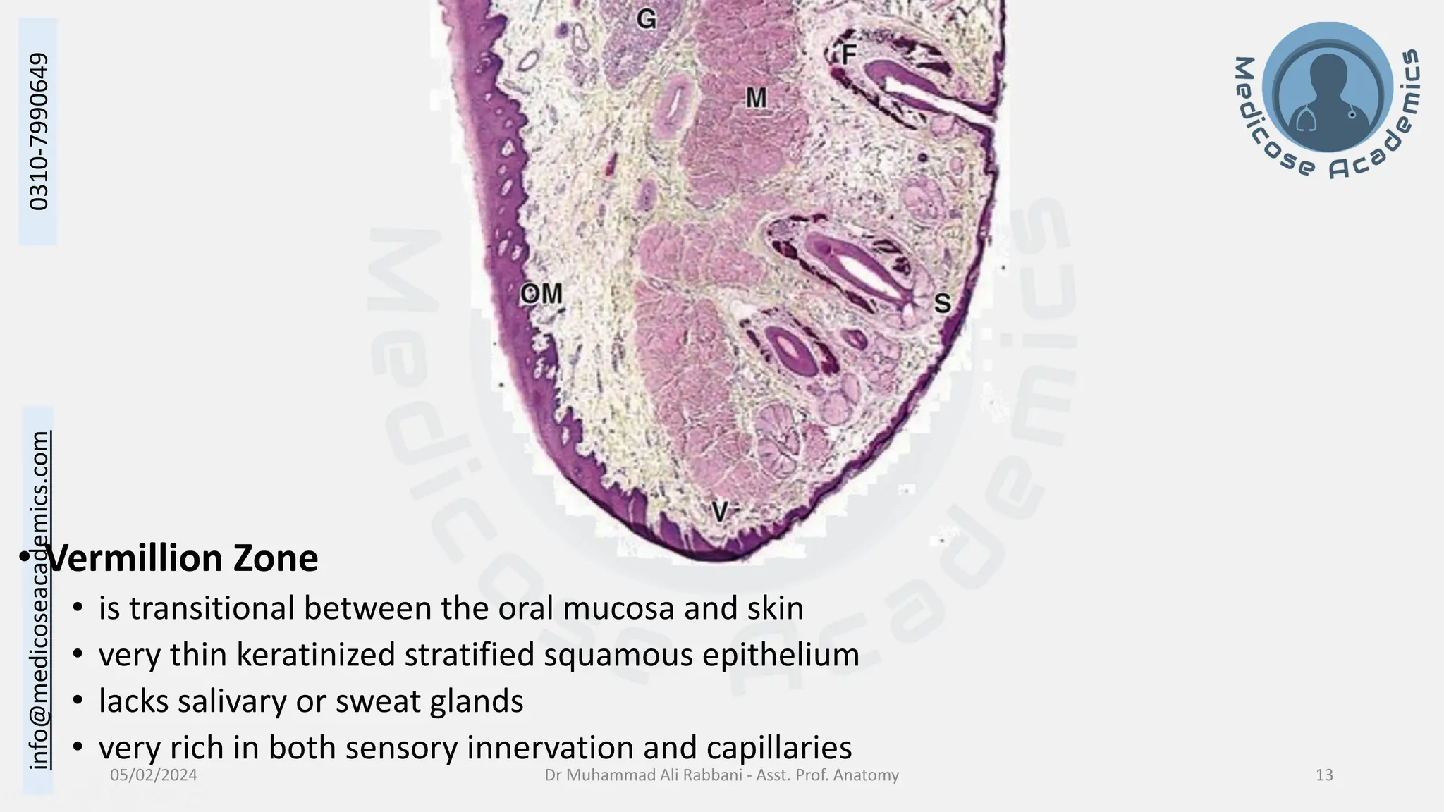 Histology of Lip and Tongue - Medicose Academics | PDF