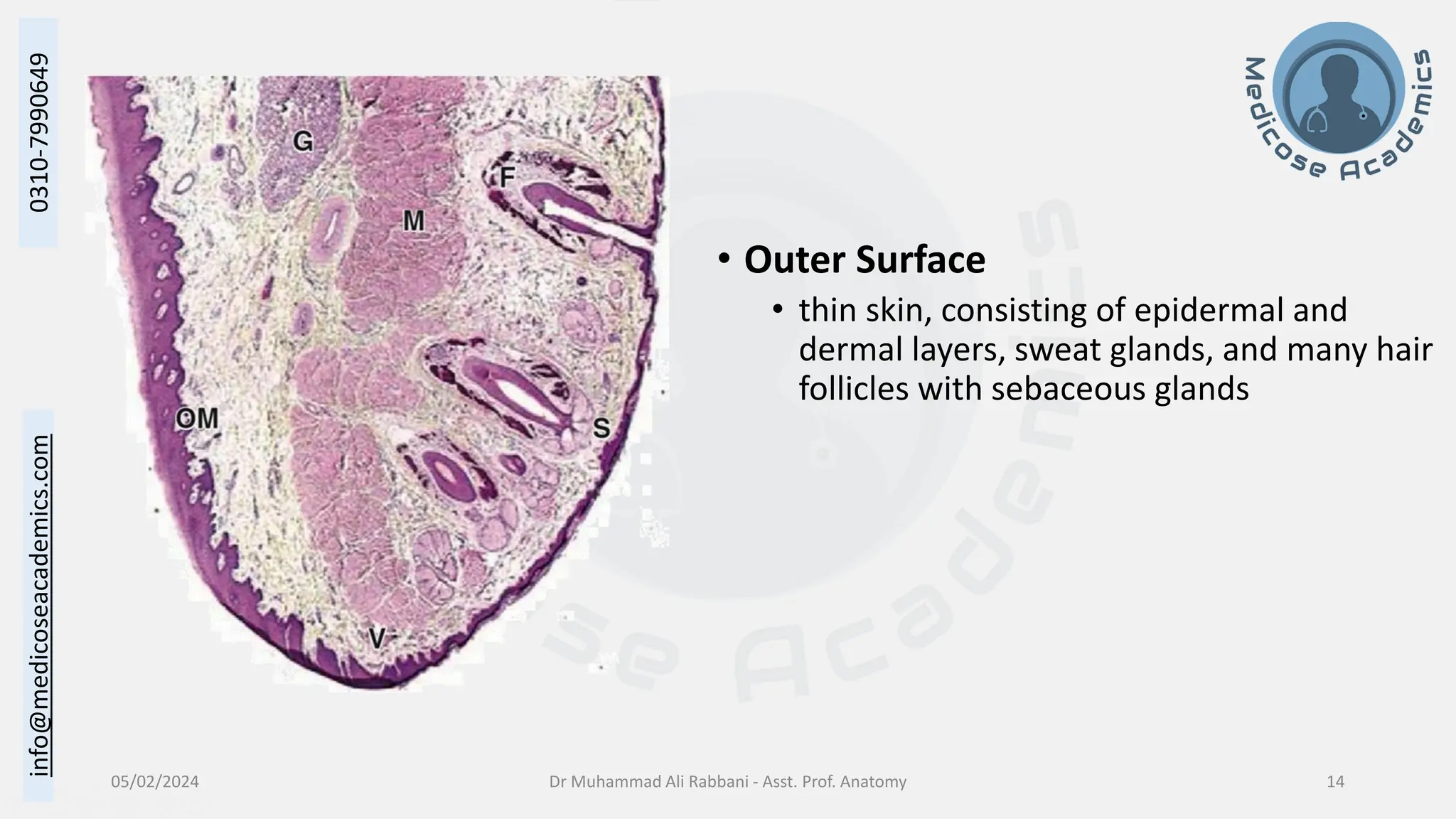 Histology of Lip and Tongue - Medicose Academics | PDF