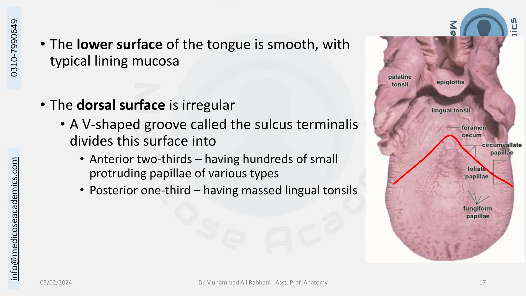Histology of Lip and Tongue - Medicose Academics | PDF