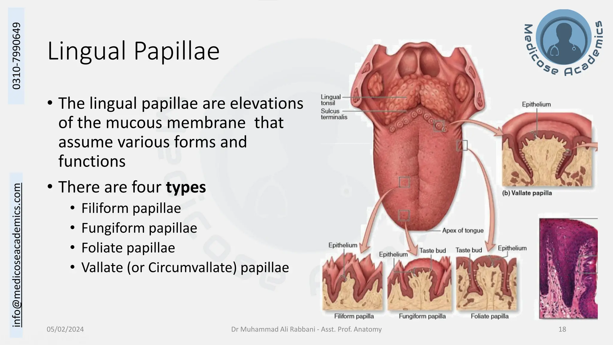 Histology of Lip and Tongue - Medicose Academics | PDF