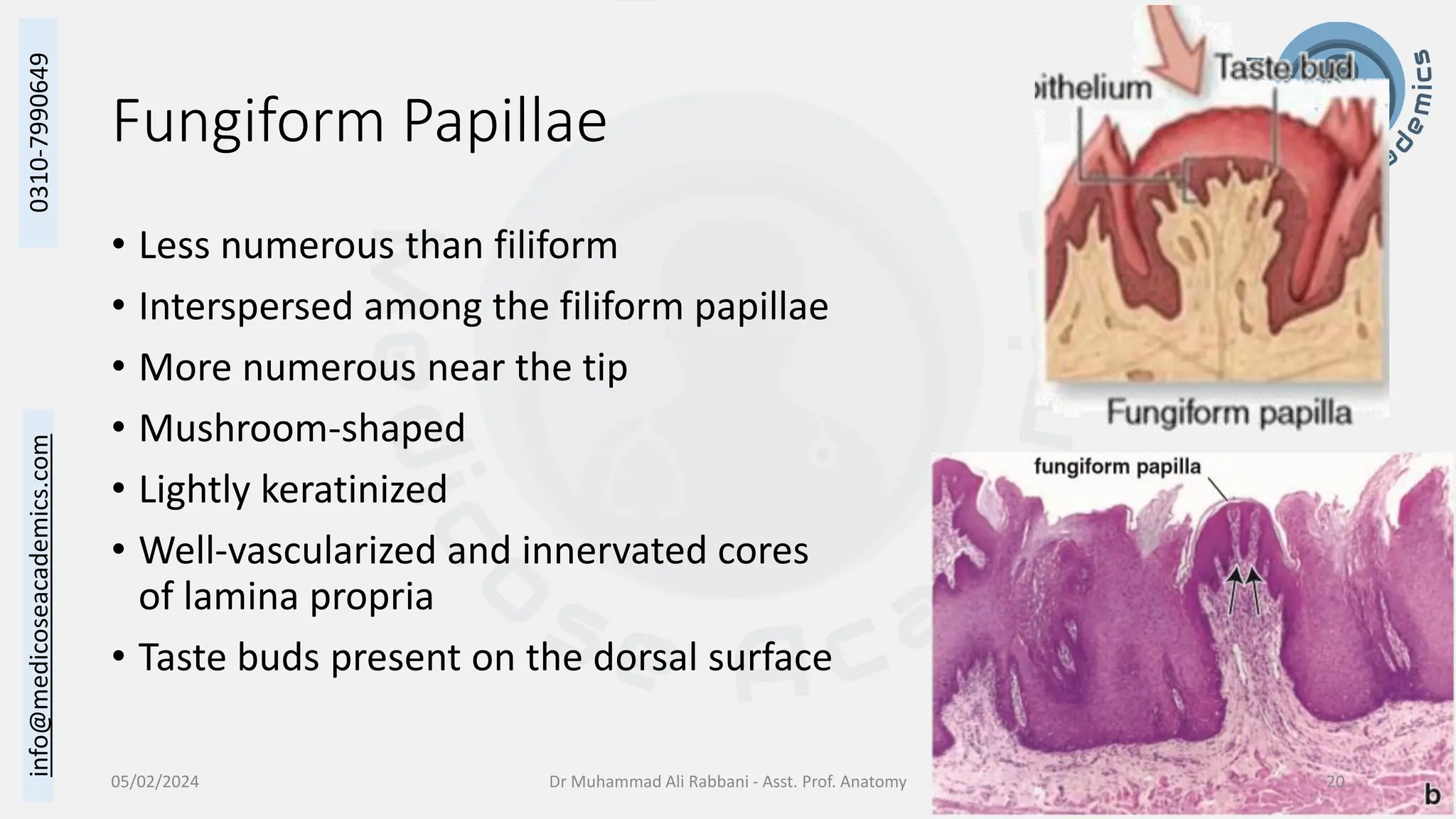 Histology of Lip and Tongue - Medicose Academics | PDF