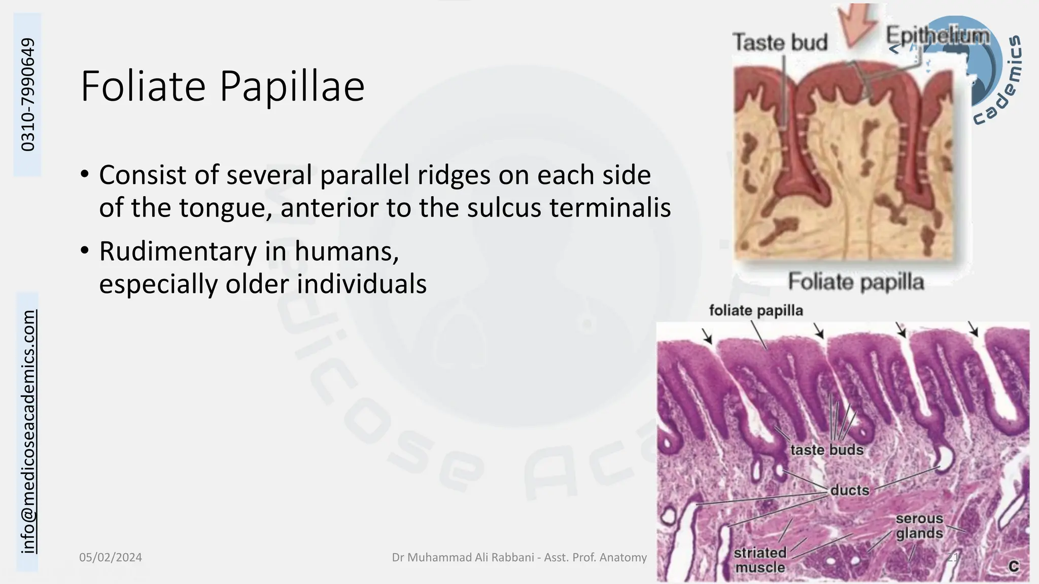 Histology of Lip and Tongue - Medicose Academics | PDF