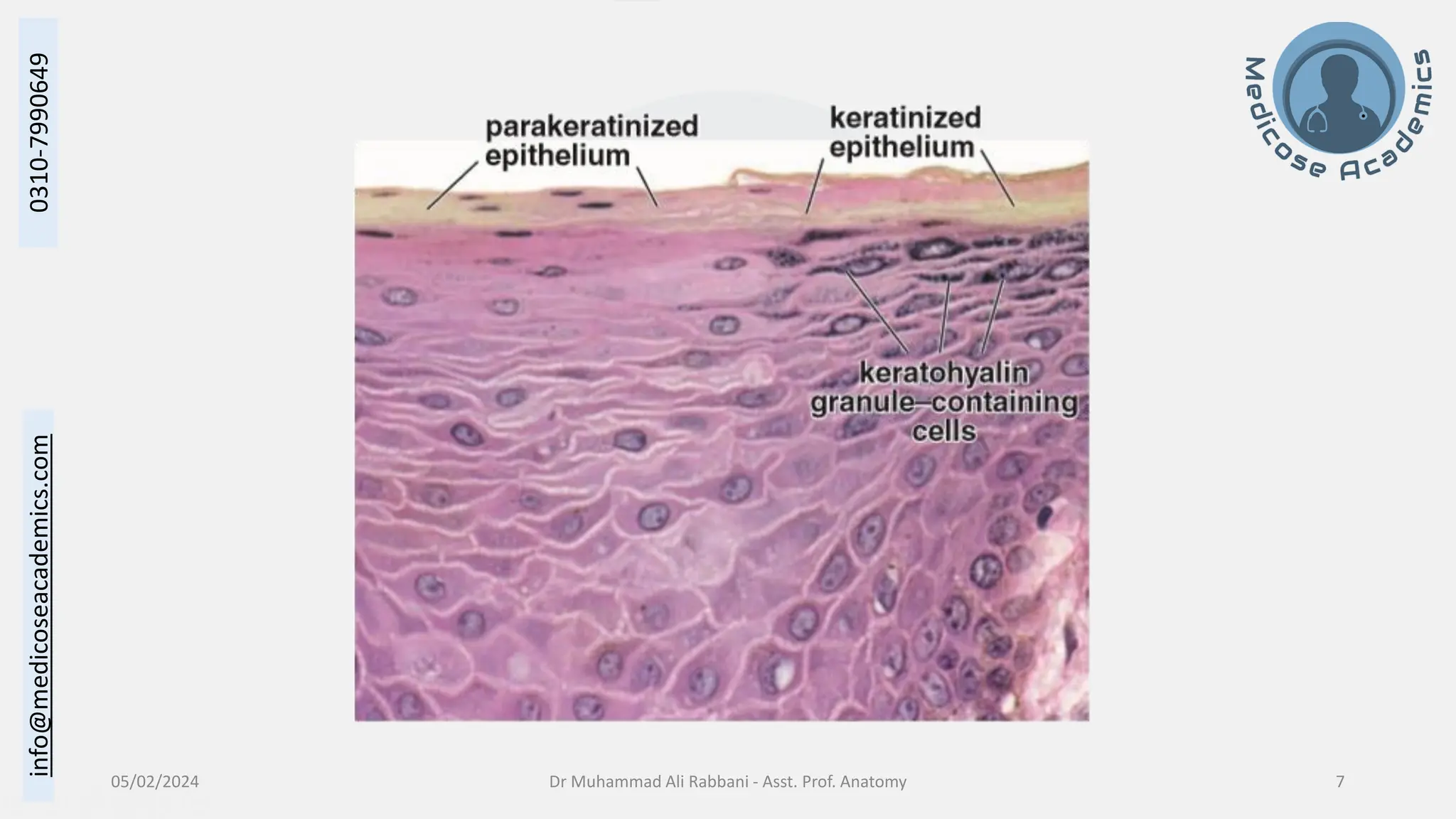 Histology of Lip and Tongue - Medicose Academics | PDF