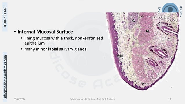 Histology of Lip and Tongue - Medicose Academics | PDF