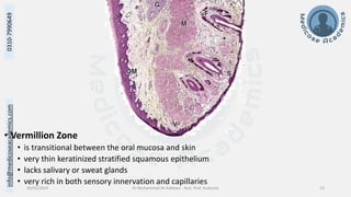 Histology of Lip and Tongue - Medicose Academics | PDF