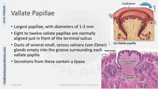 Histology of Lip and Tongue - Medicose Academics | PDF