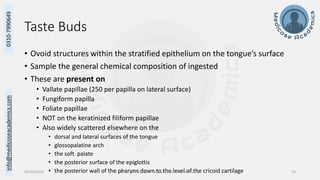 Histology of Lip and Tongue - Medicose Academics | PDF