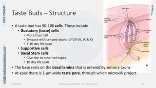 Histology of Lip and Tongue - Medicose Academics | PDF