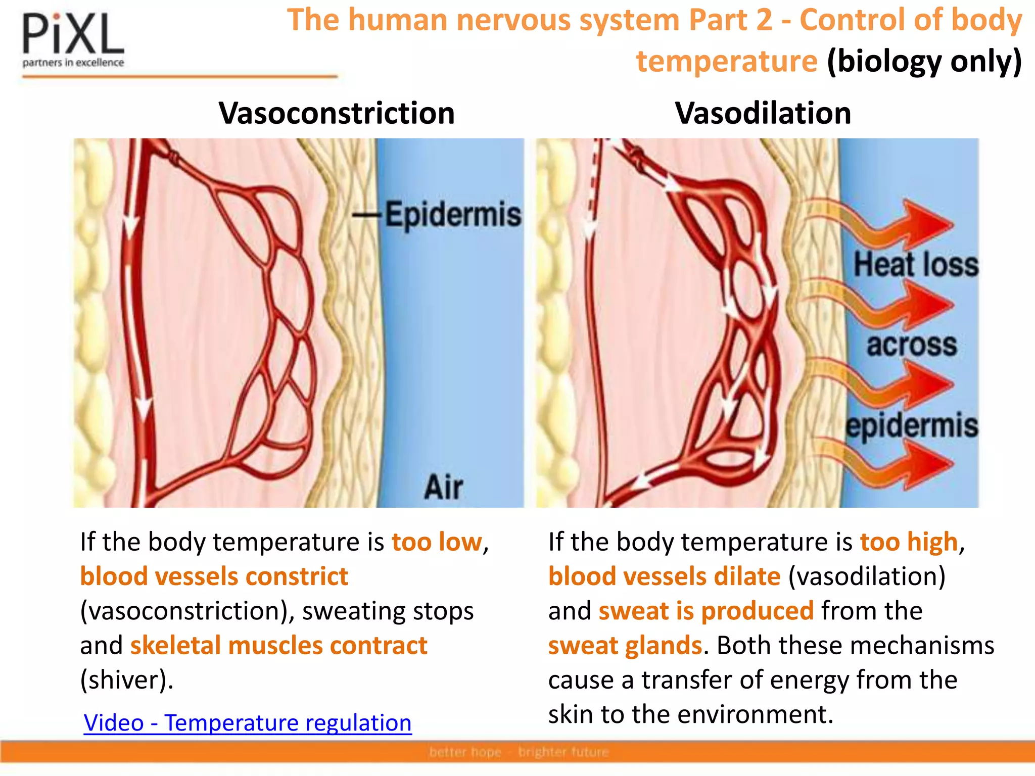 5 Homeostasis resp KnowIT nervous-system.pptx
