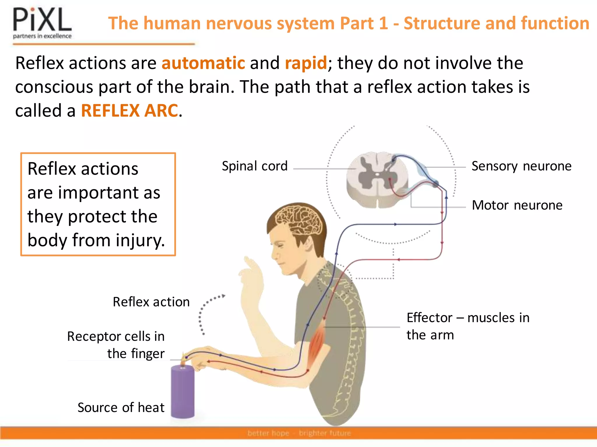 5 Homeostasis resp KnowIT nervous-system.pptx