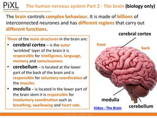 5 Homeostasis resp KnowIT nervous-system.pptx