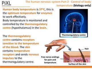 5 Homeostasis resp KnowIT nervous-system.pptx