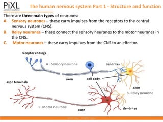 5 Homeostasis resp KnowIT nervous-system.pptx
