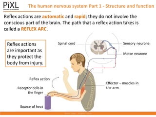 5 Homeostasis resp KnowIT nervous-system.pptx