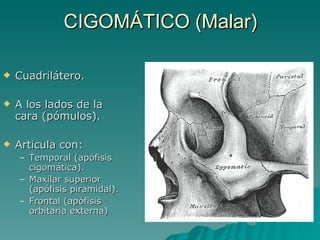 5) huesos del cráneo y de la cara | PPT