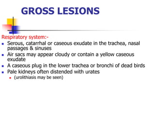 Infectious bronchitis (IB) is a highly contagious respiratory disease ...