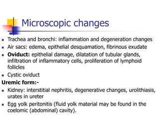 Infectious bronchitis (IB) is a highly contagious respiratory disease ...