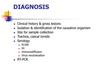 Infectious bronchitis (IB) is a highly contagious respiratory disease ...