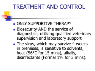 Infectious bronchitis (IB) is a highly contagious respiratory disease ...