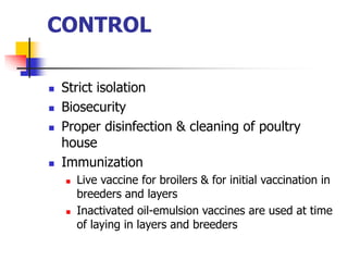 Infectious bronchitis (IB) is a highly contagious respiratory disease ...