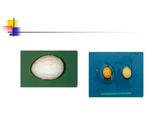 Infectious bronchitis (IB) is a highly contagious respiratory disease ...