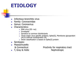 Infectious bronchitis (IB) is a highly contagious respiratory disease ...