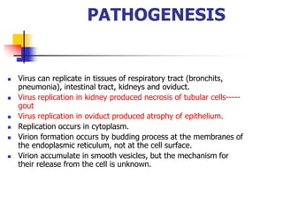 Infectious bronchitis (IB) is a highly contagious respiratory disease ...