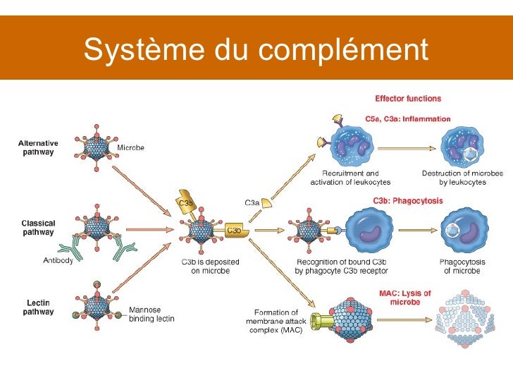 Cours 5 - Inflammation (Partie 1)