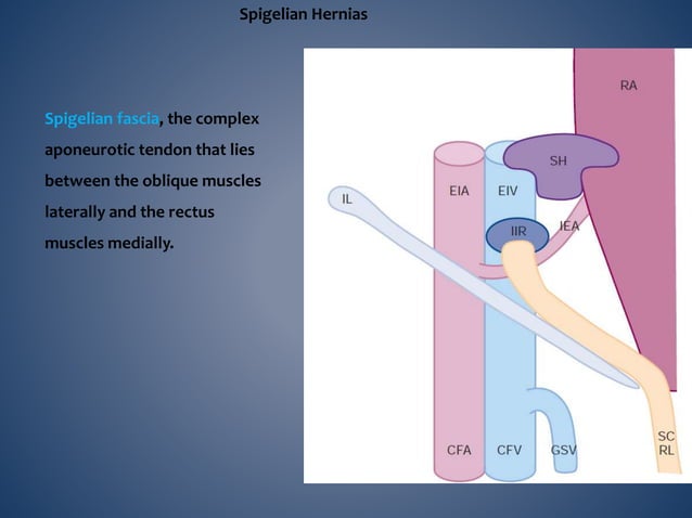 Imaging of Inguino scrotal region | PPTX