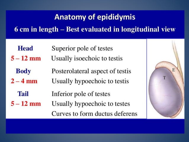 Imaging of Inguino scrotal region | PPTX