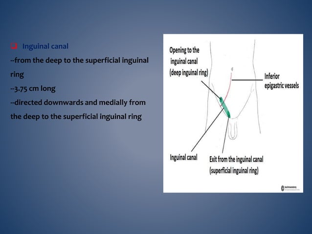 Imaging of Inguino scrotal region | PPTX