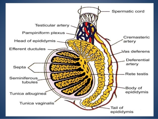 Imaging of Inguino scrotal region