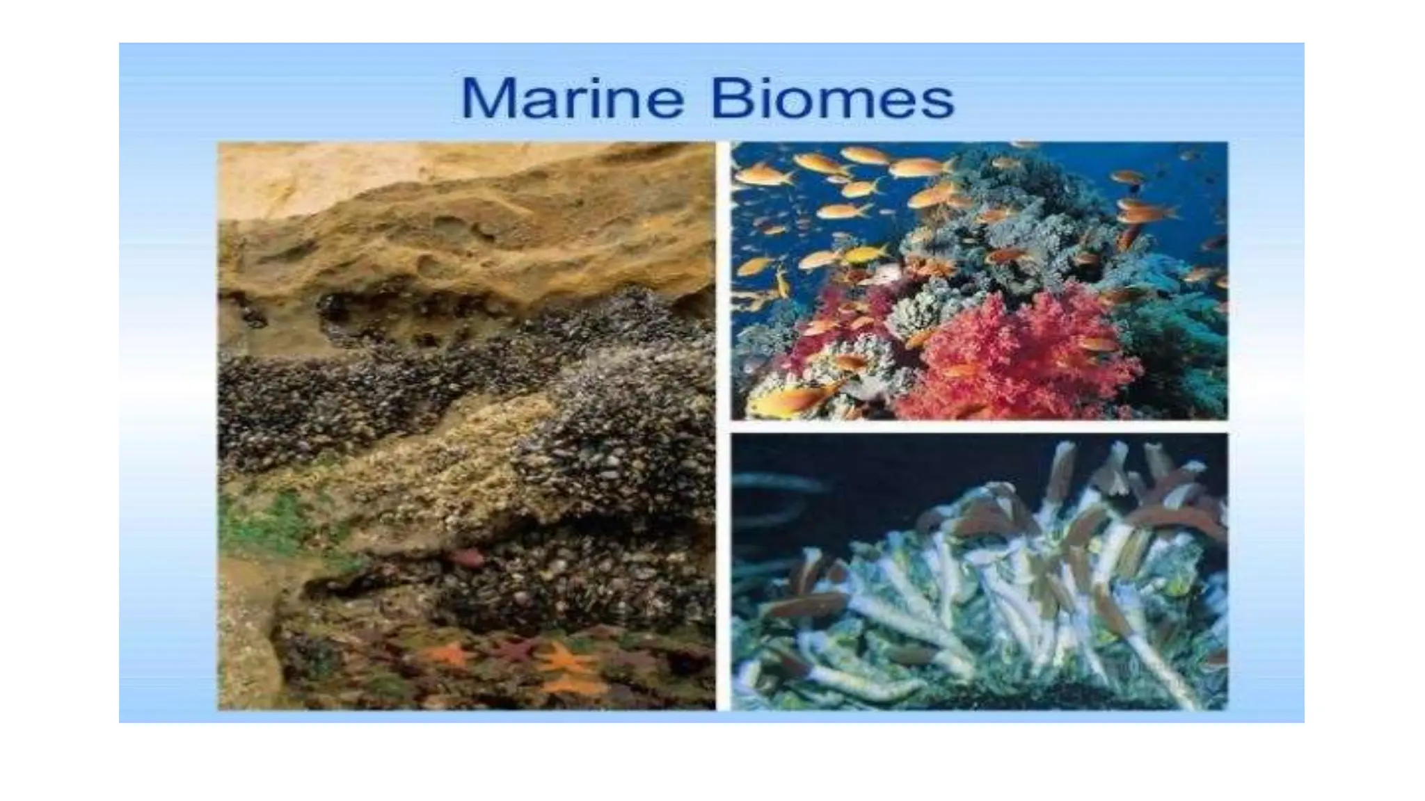 Introduction To Algae Pptx