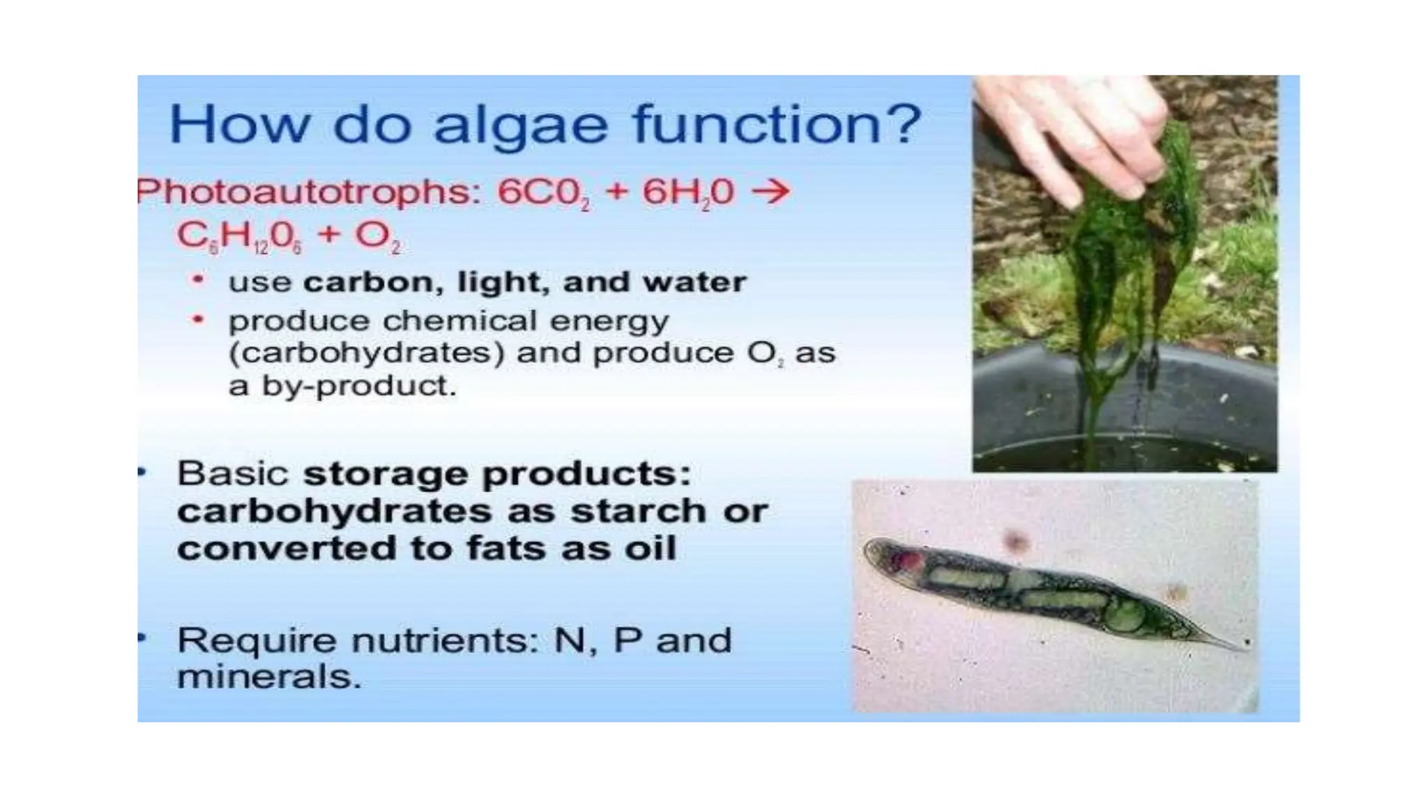 Introduction to Algae | PPTX