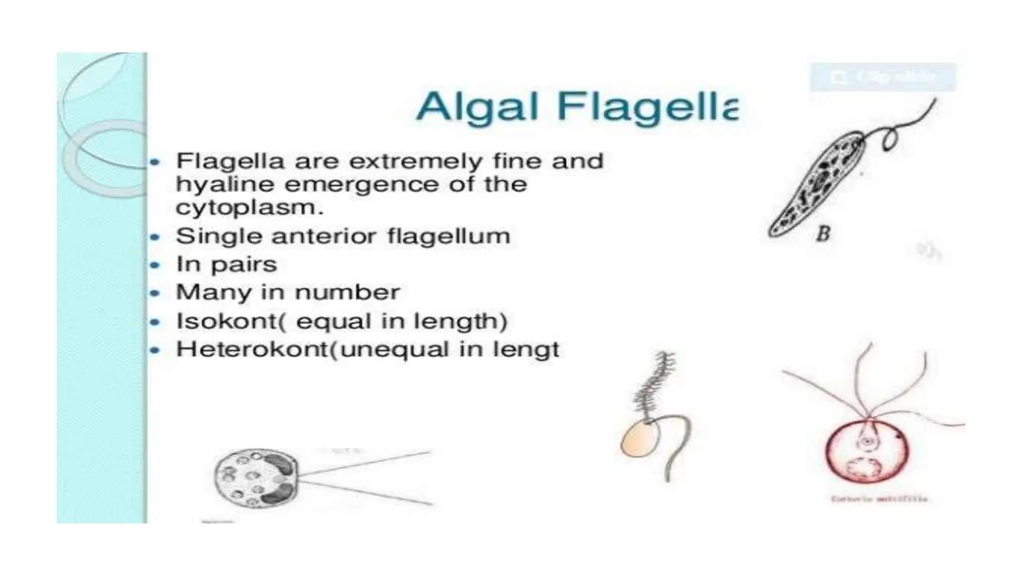 Introduction to Algae | PPTX