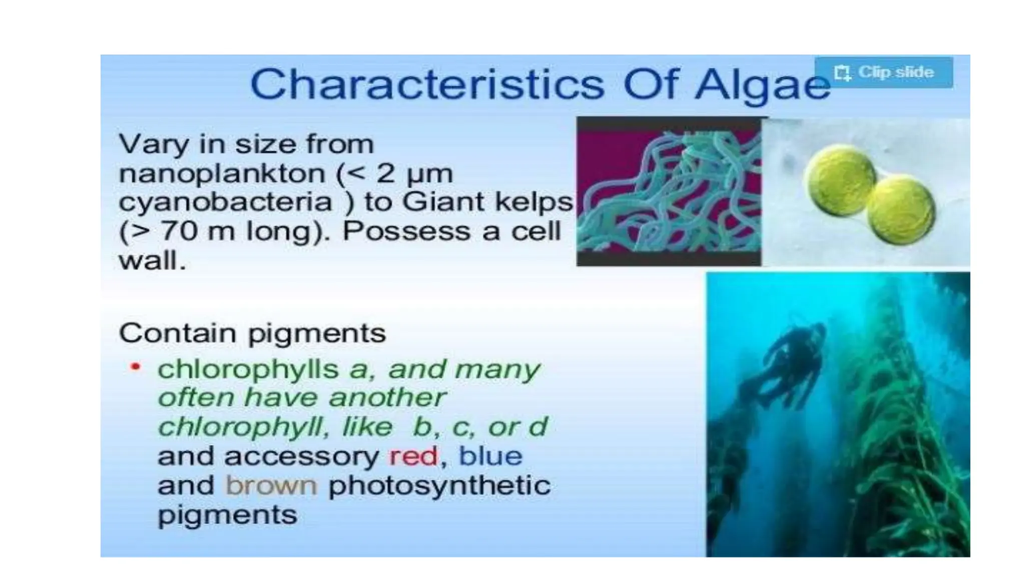 Introduction to Algae | PPTX