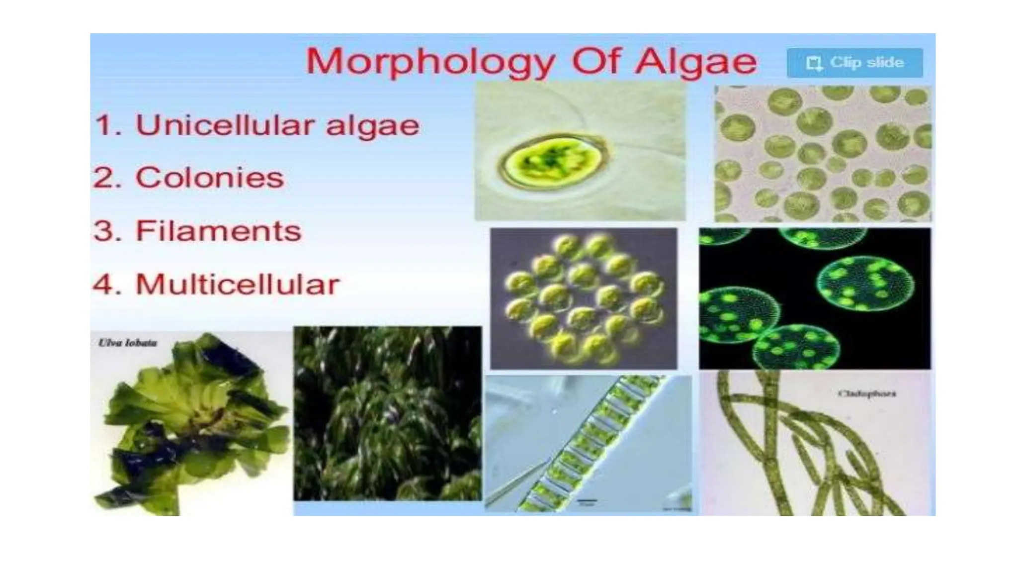 Introduction to Algae | PPTX