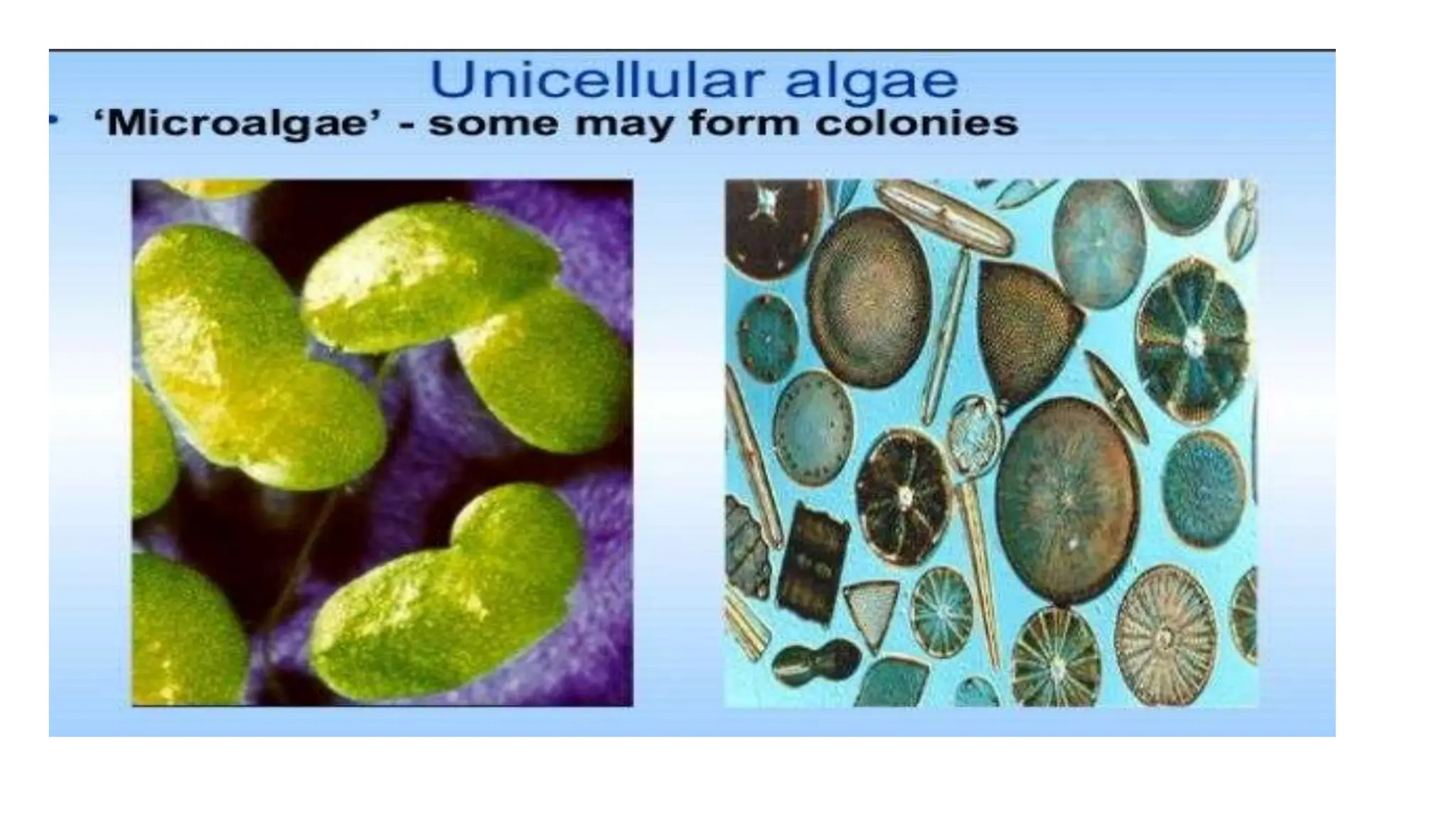 Introduction to Algae | PPTX
