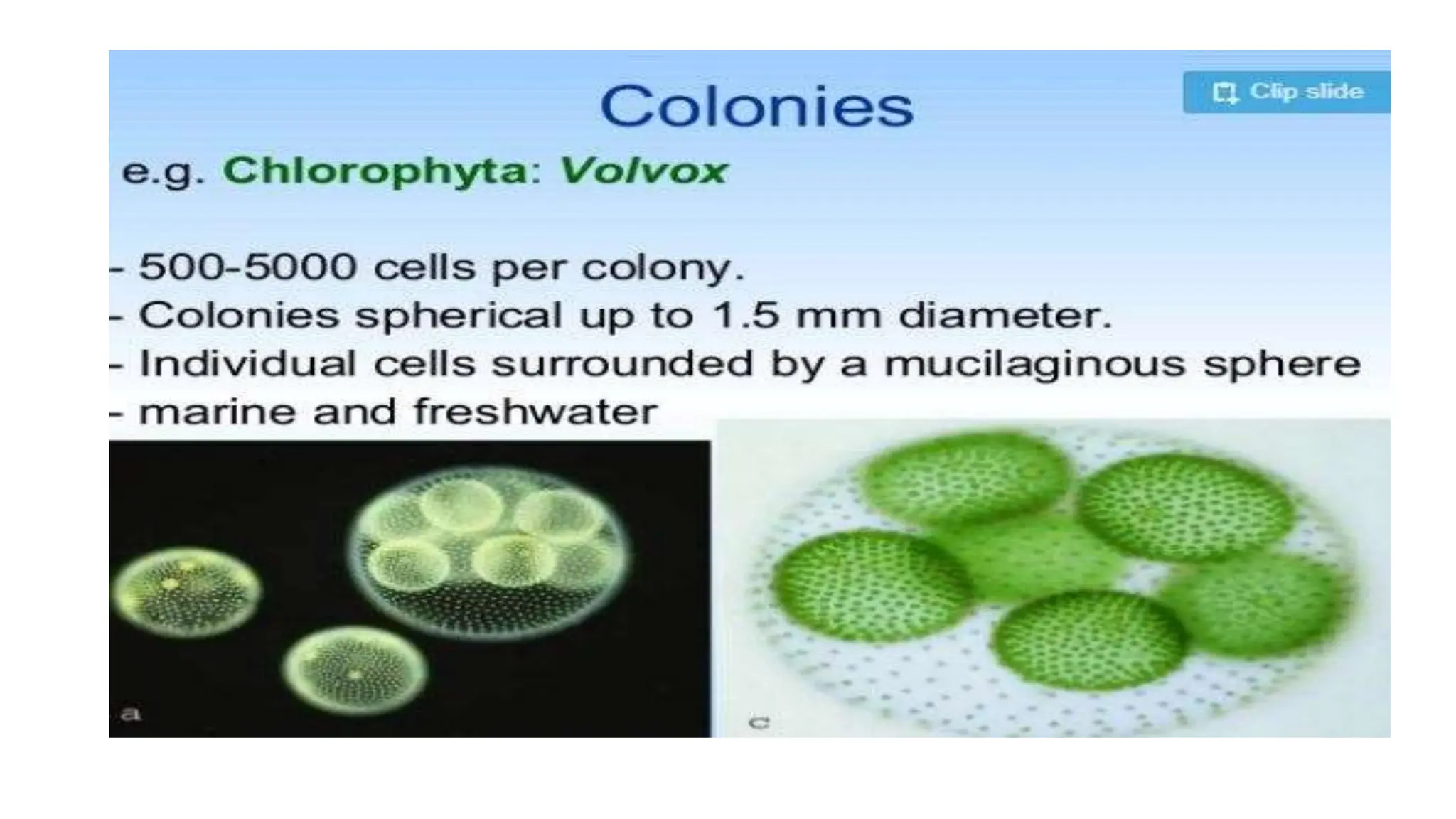 Introduction to Algae | PPTX