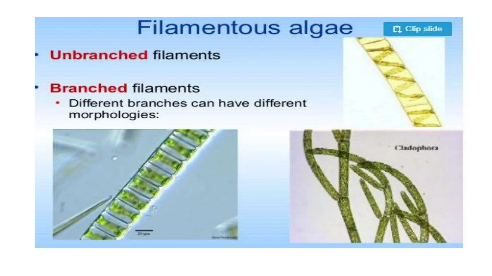 Introduction to Algae | PPT