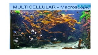 Introduction to Algae | PPT