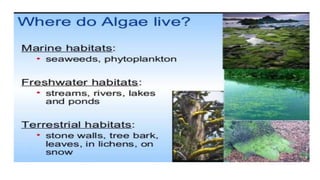 Introduction to Algae | PPT