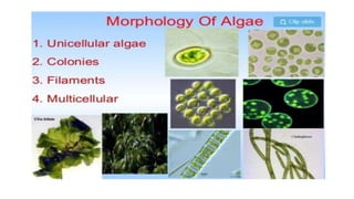 Introduction to Algae | PPT