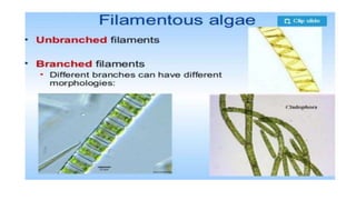 Introduction to Algae | PPTX