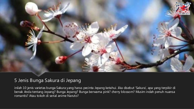 5 Jenis Varietas Bunga Sakura di Jepang | PPTX