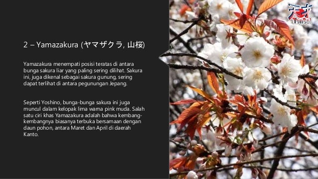 5 Jenis Varietas Bunga Sakura di Jepang | PPT