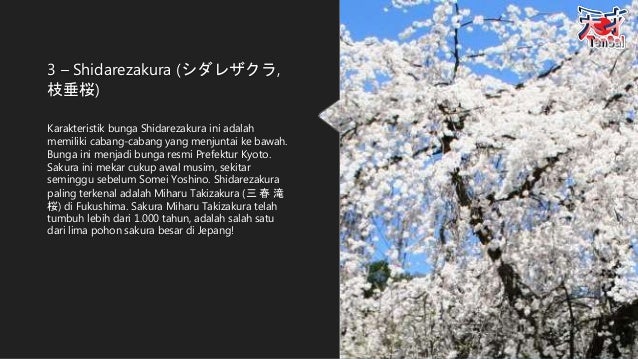 5 Jenis Varietas Bunga Sakura di Jepang | PPT