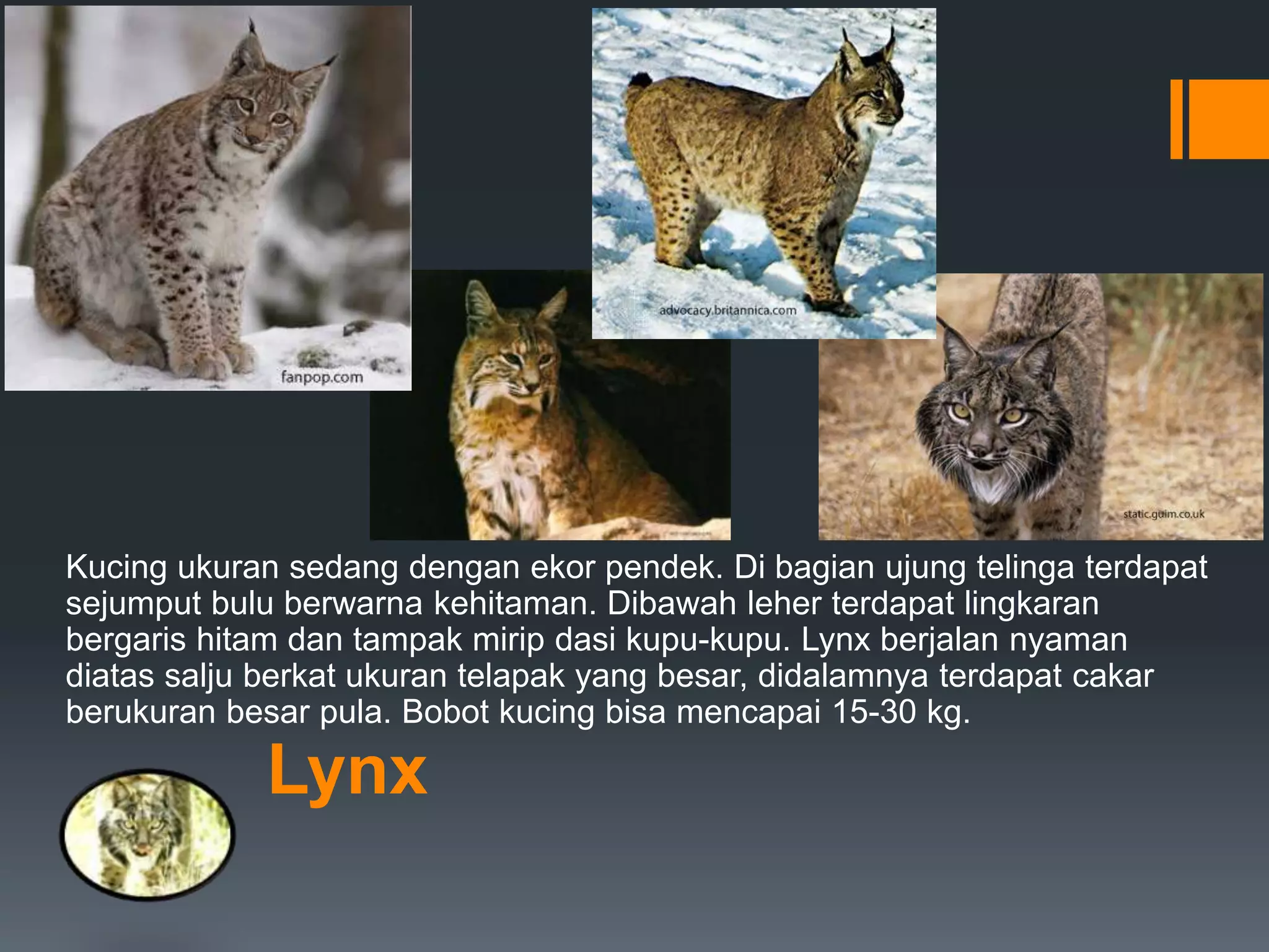 5 jenis kucing langka yang ada di dunia | PPTX